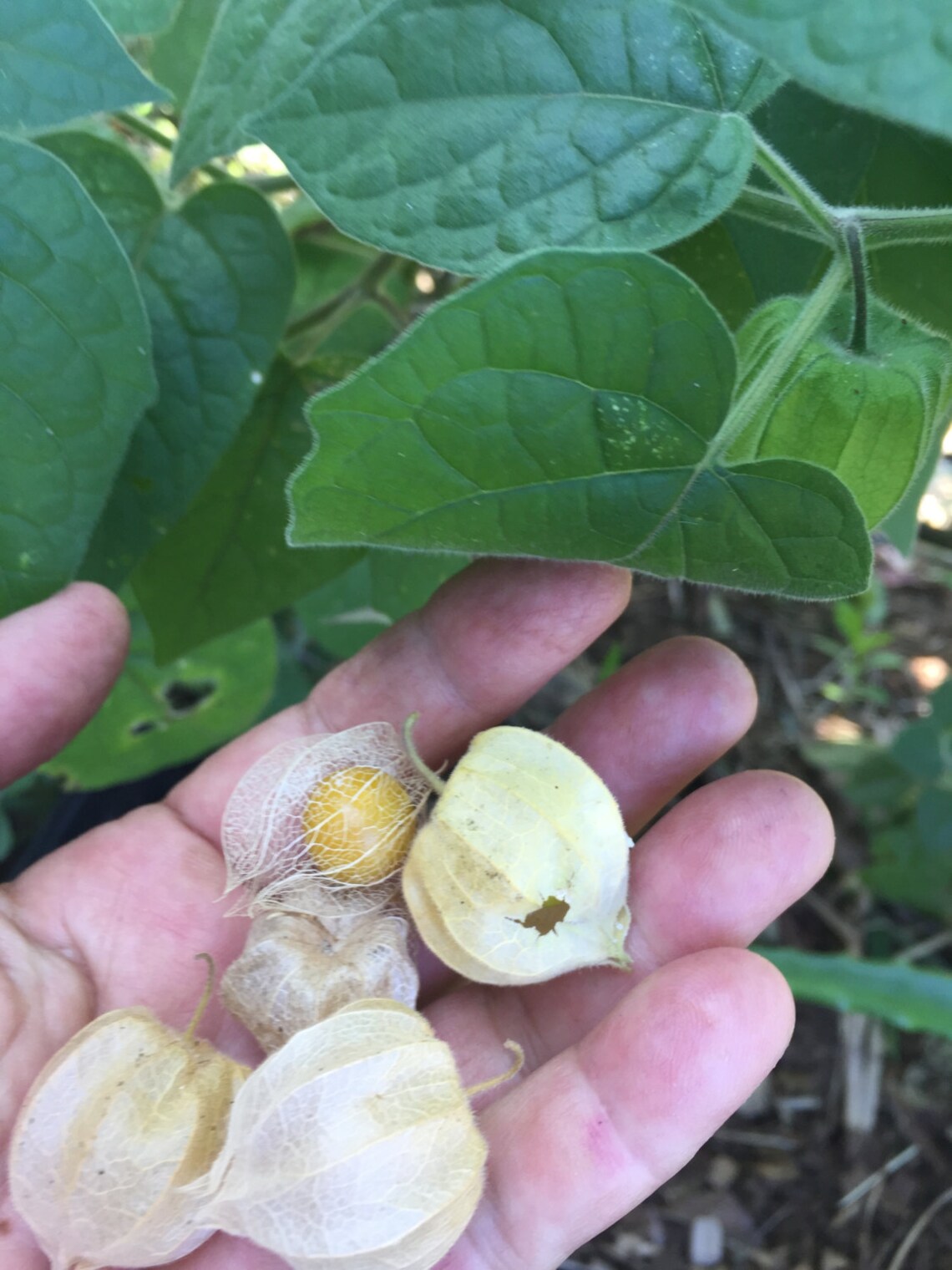 Poha Berry/Physalis peruviana/Cape Gooseberry/Maui Seeds/Fruit | Etsy