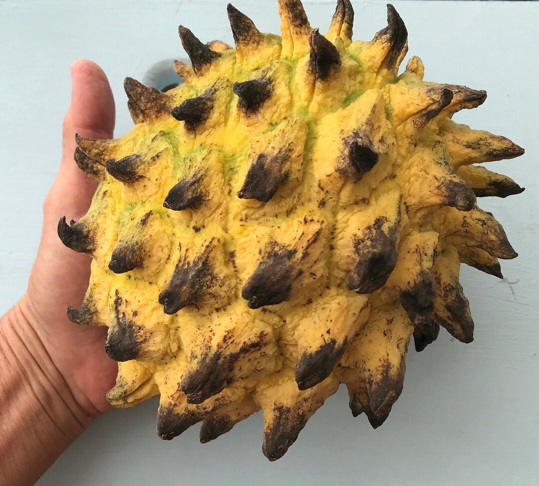 Rollinia Deliciosa Tree/biriba/3" SEEDLING Tree/rare Tropical Fruit ...