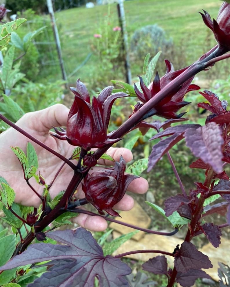 Hibiscus Sabdariffa/roselle/seeds/herb Seeds/red Zinger - Etsy