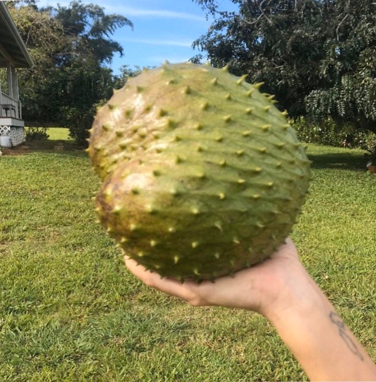 Floral & Garden Crafts Home & Hobby Annona muricata 10 Seeds Soursop ...