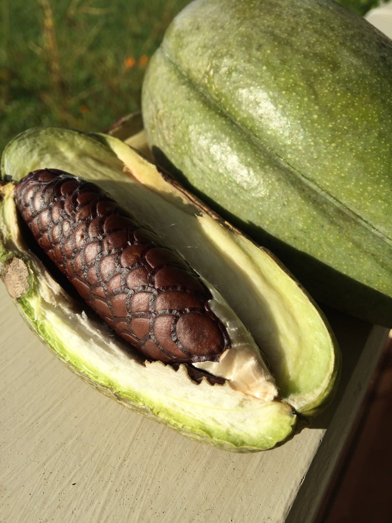 Stephanotis/stephanotis Seeds/madagascar Jasmine/maui Seeds | Etsy