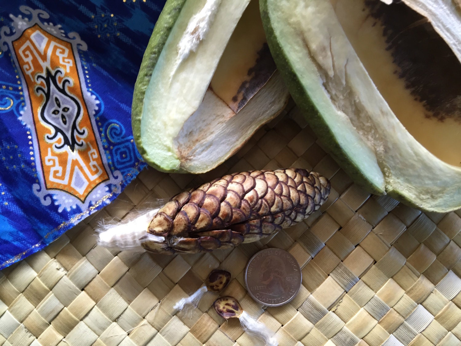 Stephanotis/stephanotis Seeds/madagascar Jasmine/maui Seeds - Etsy Canada