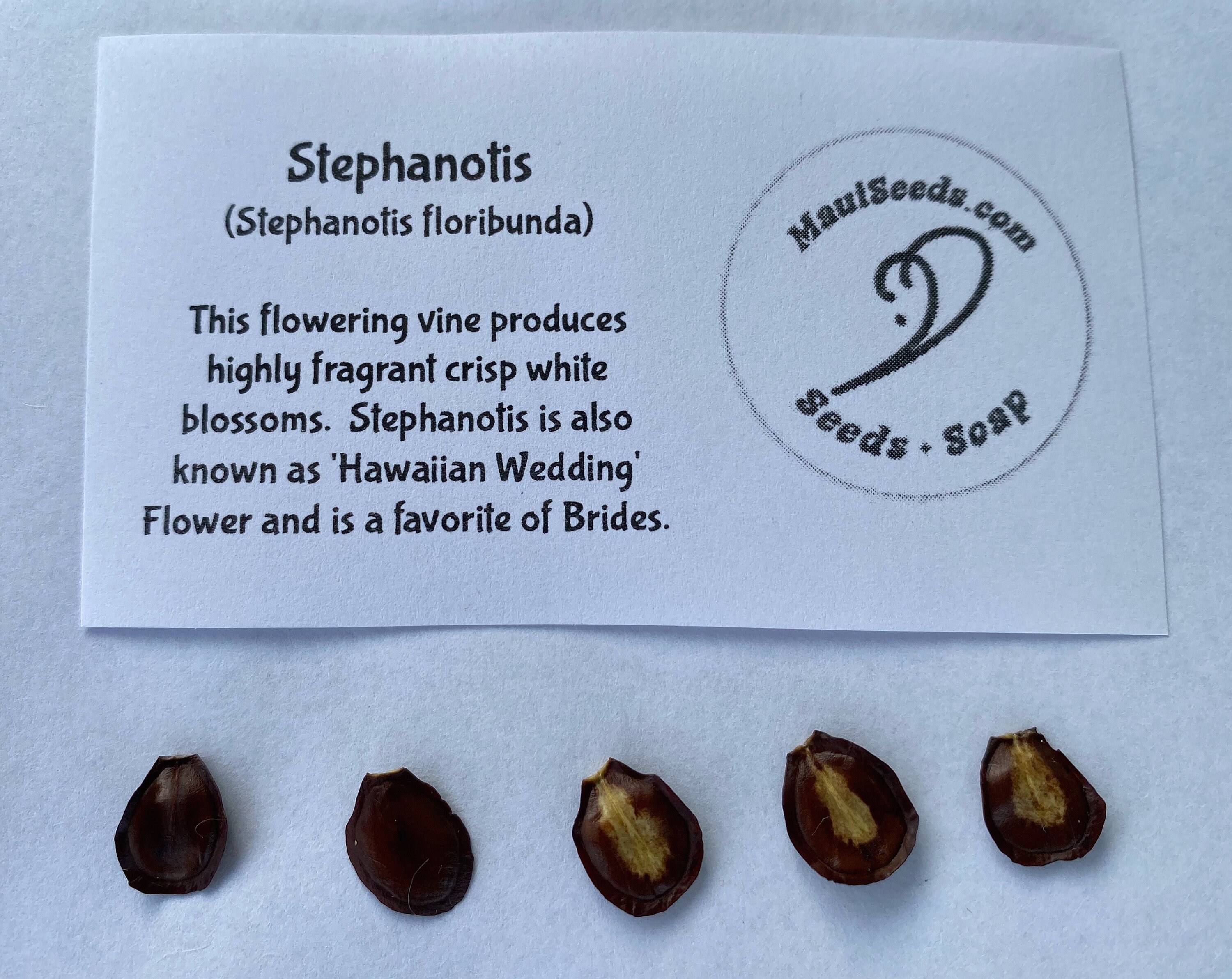 Stephanotis/stephanotis Seeds/madagascar Jasmine/maui Seeds - Etsy Canada