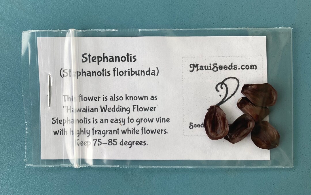 Stephanotis/stephanotis Seeds/madagascar Jasmine/maui Seeds Flowering ...