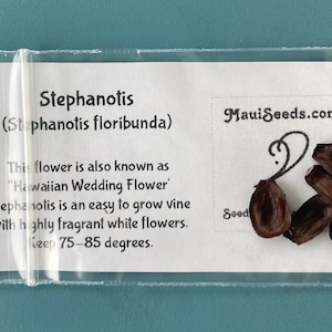 Stephanotis Seeds/fragrant Madagascar Jasmine/lei Flower - Etsy