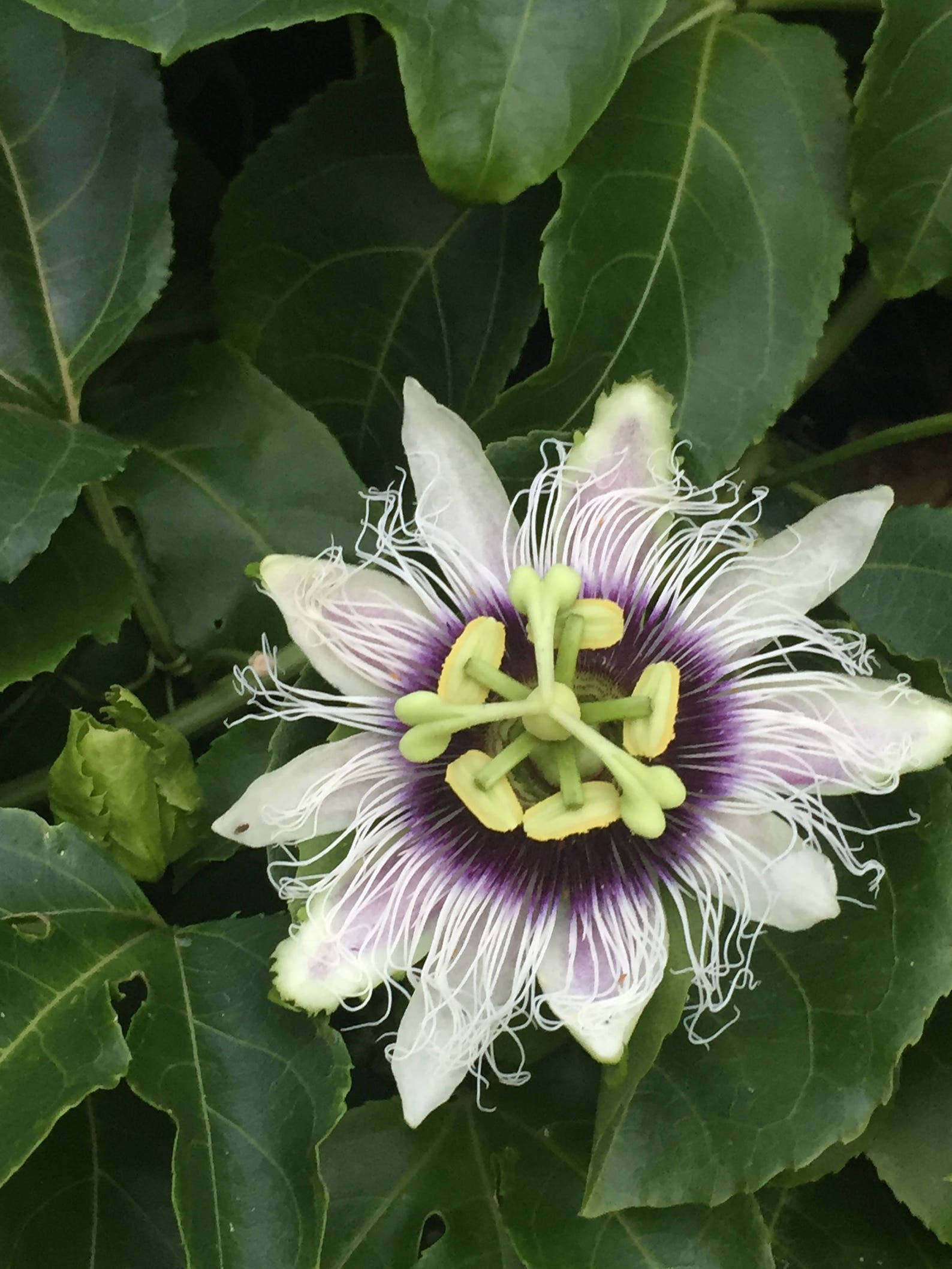 Lilikoi SEEDS/3 Types/Purple Lilikoi/Yellow Lilikoi/Jamaican - Etsy