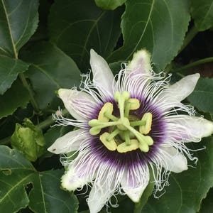 SAMPLE Size/lilikoi SEEDS/3 Types/mix of Purple Lilikoi/yellow Lilikoi ...