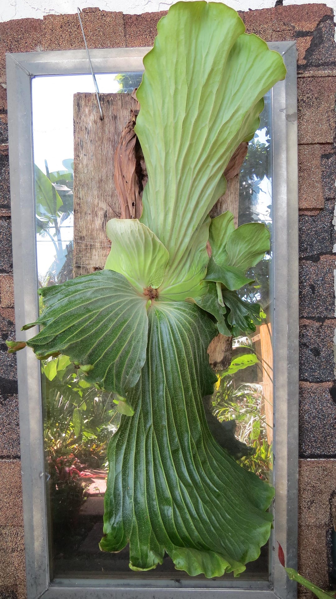 Platycerium Elephantotis Live Plant Green Elephant Ear Staghorn Fern - Etsy