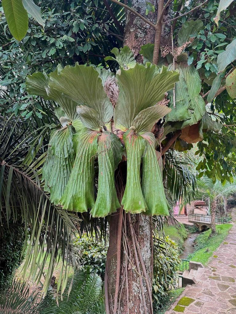 Platycerium Elephantotis Live Plant Green Elephant Ear Staghorn Fern - Etsy