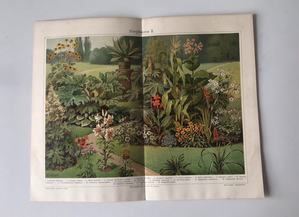 Flowers plants antique historical very rare Nature very collectable art ...