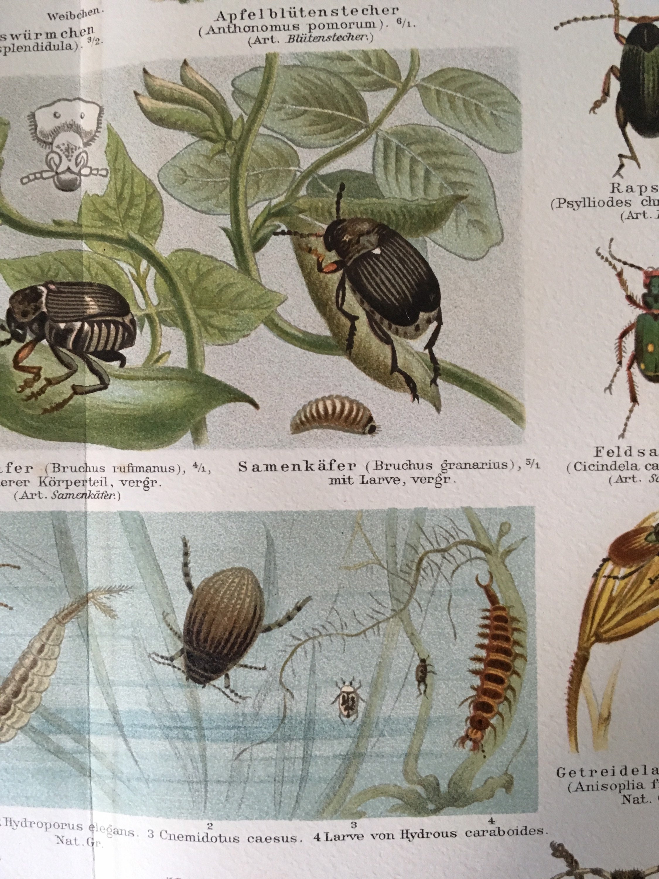 Beetles Insects Käfer 1890 Original Coloured Lithography - Etsy