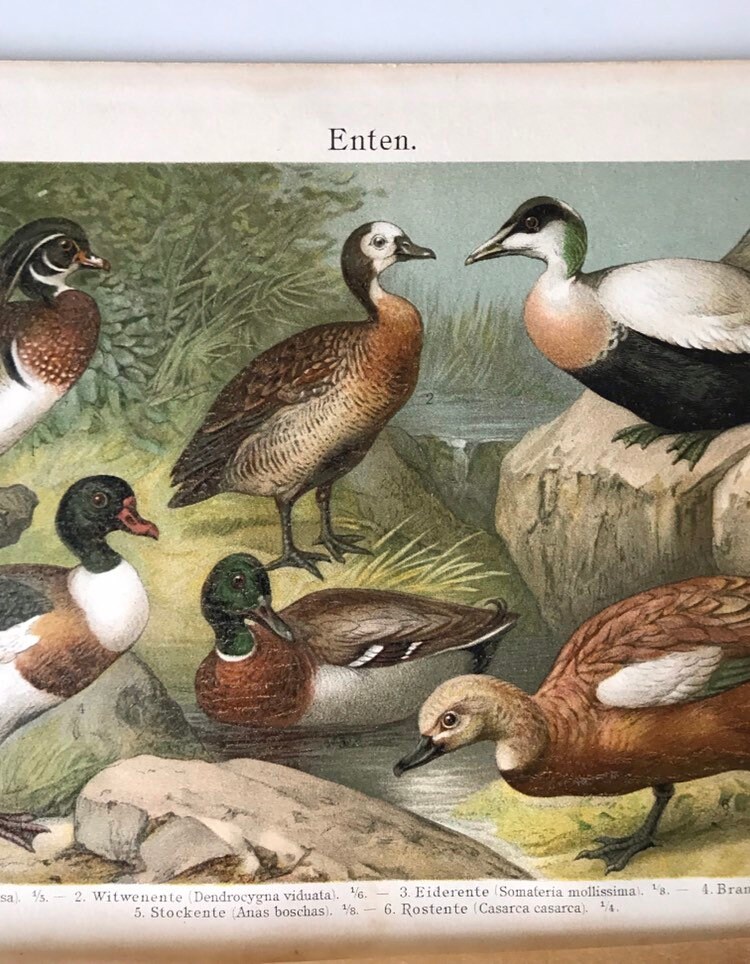 Several sorts of Ducks, poultry, 1890 Original coloured Lithography ...