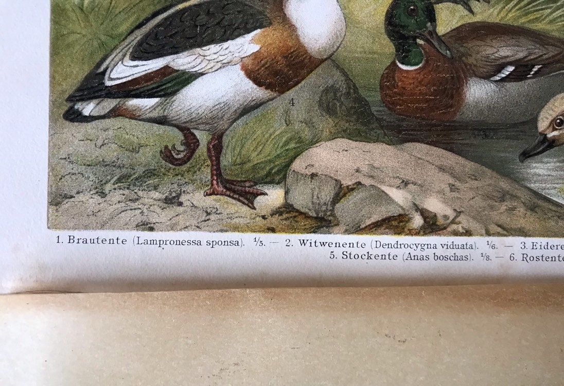 Several sorts of Ducks, poultry, 1890 Original coloured Lithography ...
