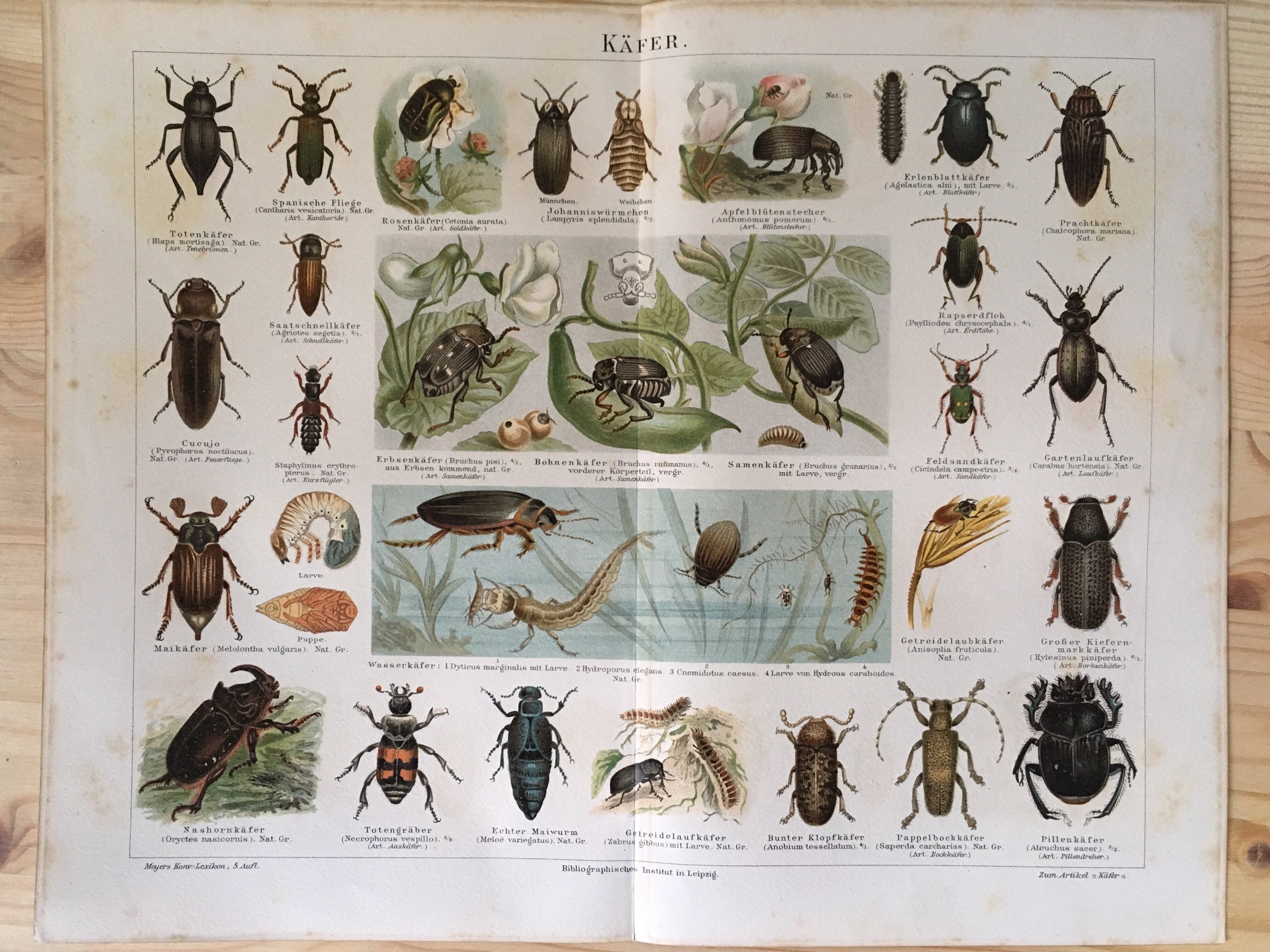 Beetles Insects Käfer 1890 Original Coloured Lithography - Etsy