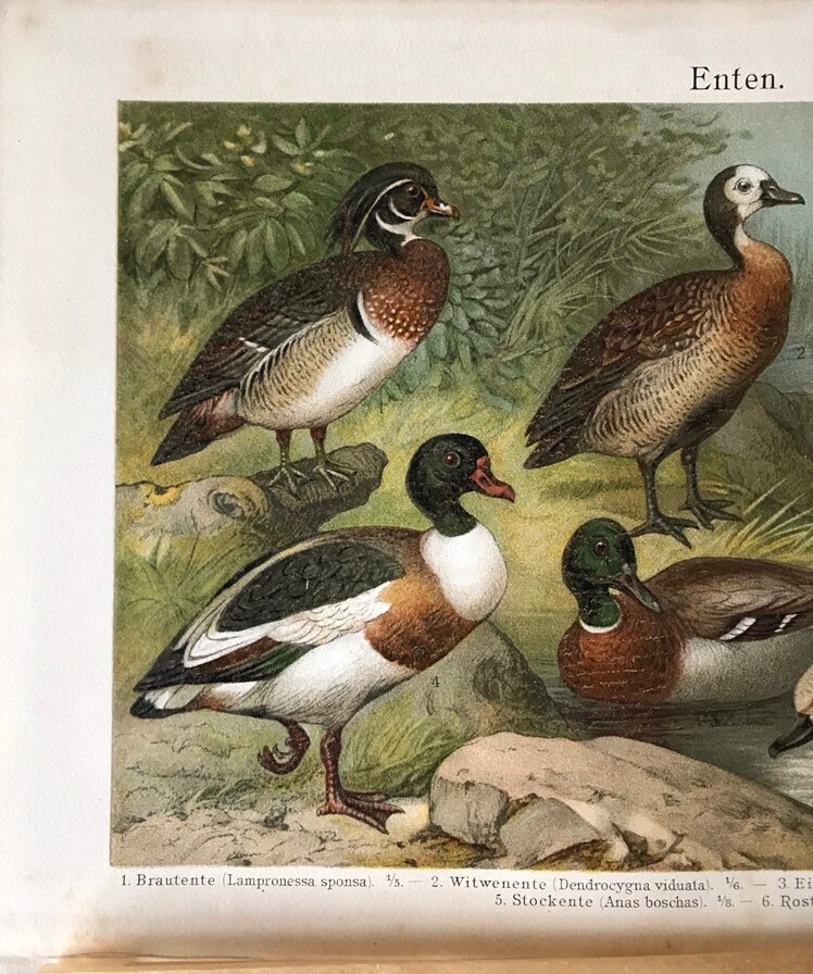 Several sorts of Ducks, poultry, 1890 Original coloured Lithography ...