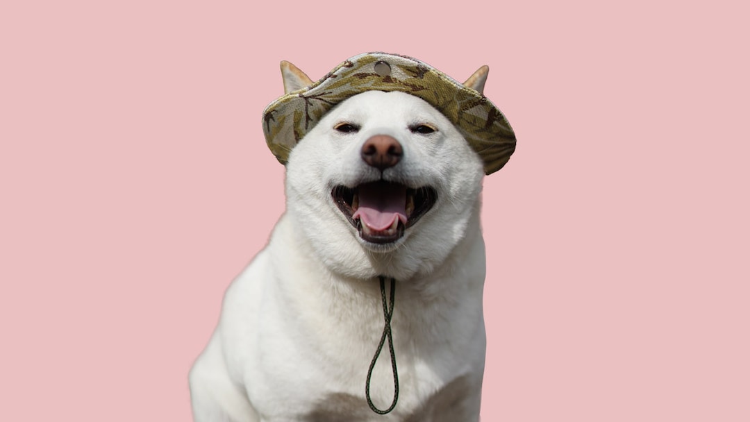 Pet Bucket Hat Sewing Pattern: Cat & Dog Sizes (PDF Pattern) - Etsy