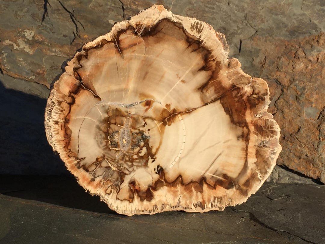 Petrified Wood Slice 5 Inch, Flat Stone Slab Polished With Raw Bark ...