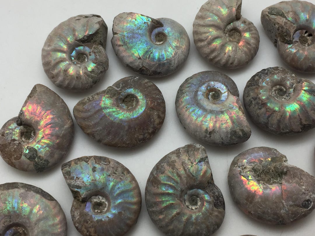 20 Opalized Ammonite Fossils, Small Natural Rainbow Opal Spiral ...