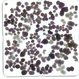 TINY Grape Agates, 50 Gram Lot, Purple Chalcedony Botryoidal Crystals ...