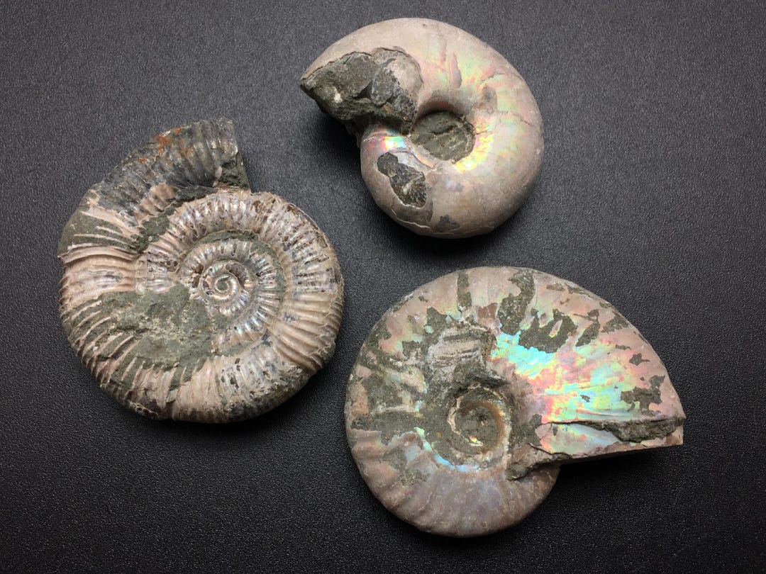 3 Opalized Ammonite Fossils, Natural Rainbow Fire Opal Ammonite Fossil ...