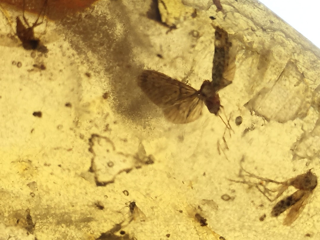 Large Amber With Insects, 5.5 Inch Columbian Buggy Amber, Hand Polished ...