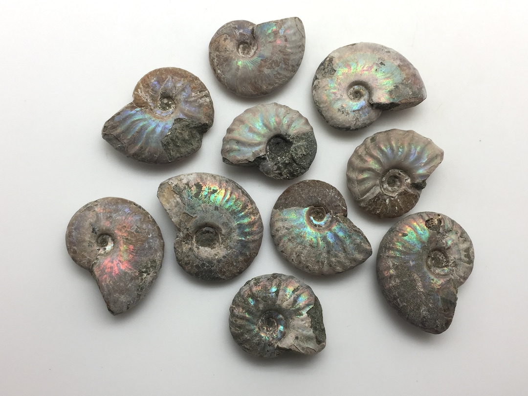 10 Opalized Ammonite Fossils, Natural Rainbow Fire Opal Ammonite Fossil ...