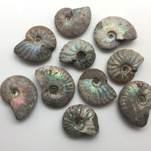 10 Opalized Ammonite Fossils, Natural Rainbow Fire Opal Ammonite Fossil ...