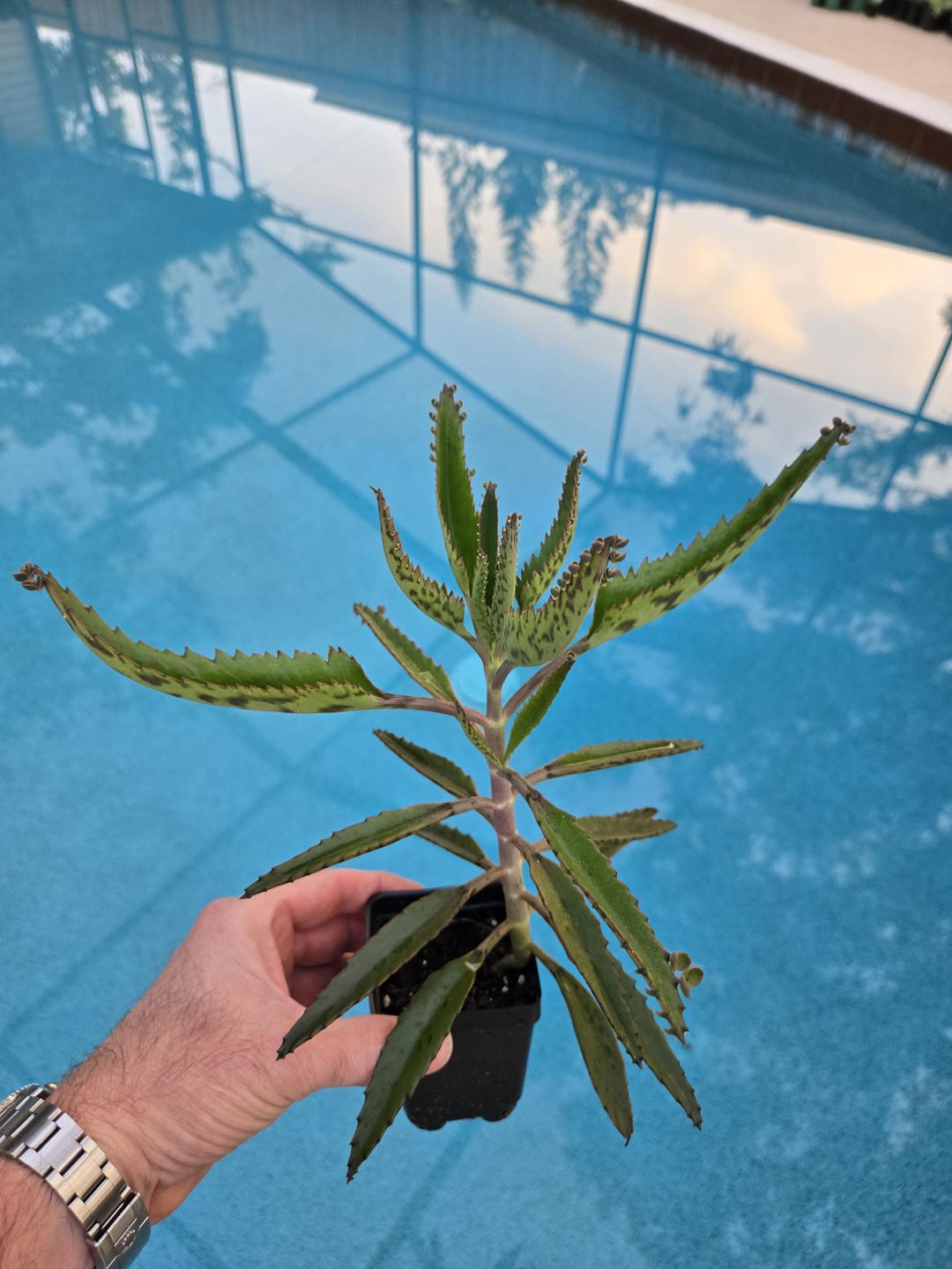 Kalanchoe Mother of Thousands Succulent Alligator Plant 8 to 12 Inch ...