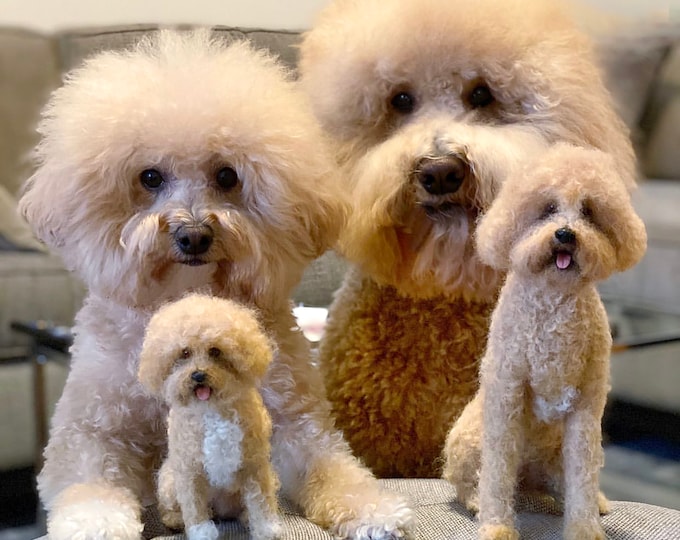 Custom Felted Dog Sculpture/replica Dog Portrait - Etsy