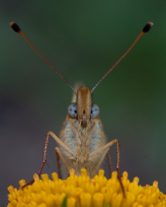 Items similar to Photo: Butterfly face on Etsy
