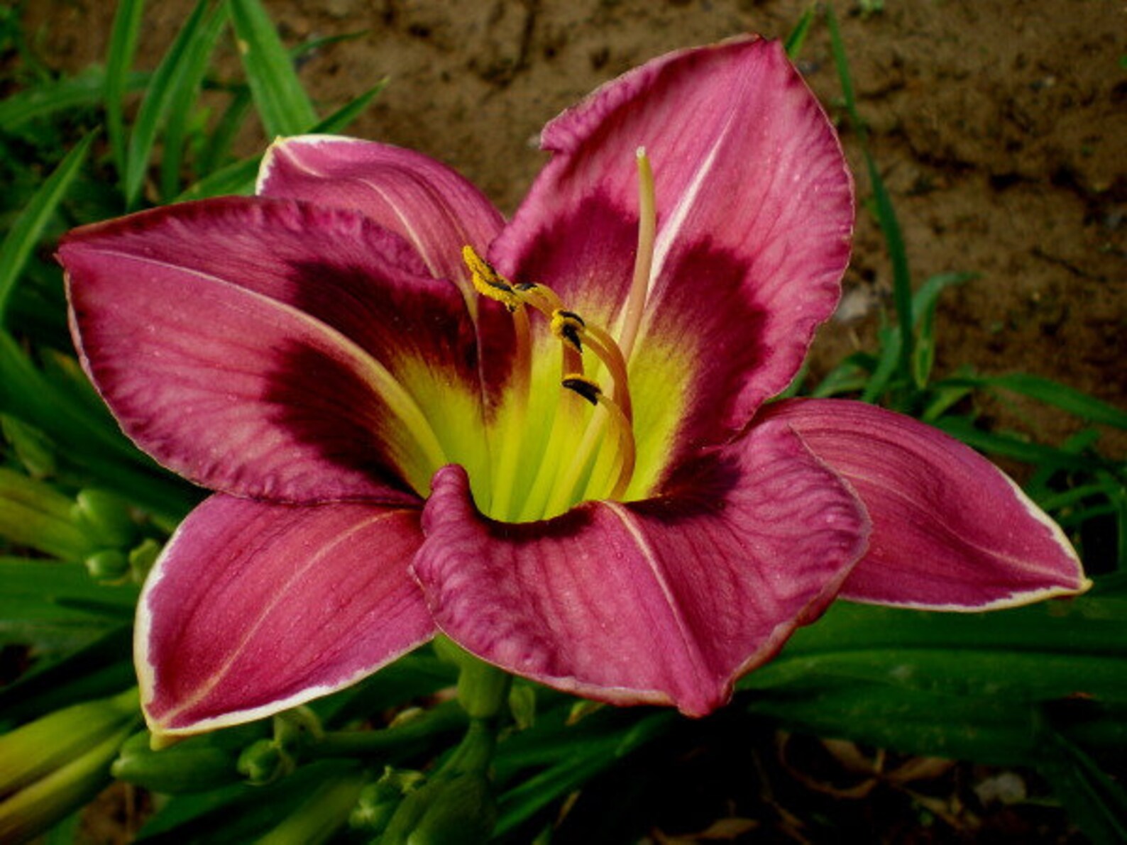 Daylily Seeds Daylily Plants Daylily Growers Daylily - Etsy