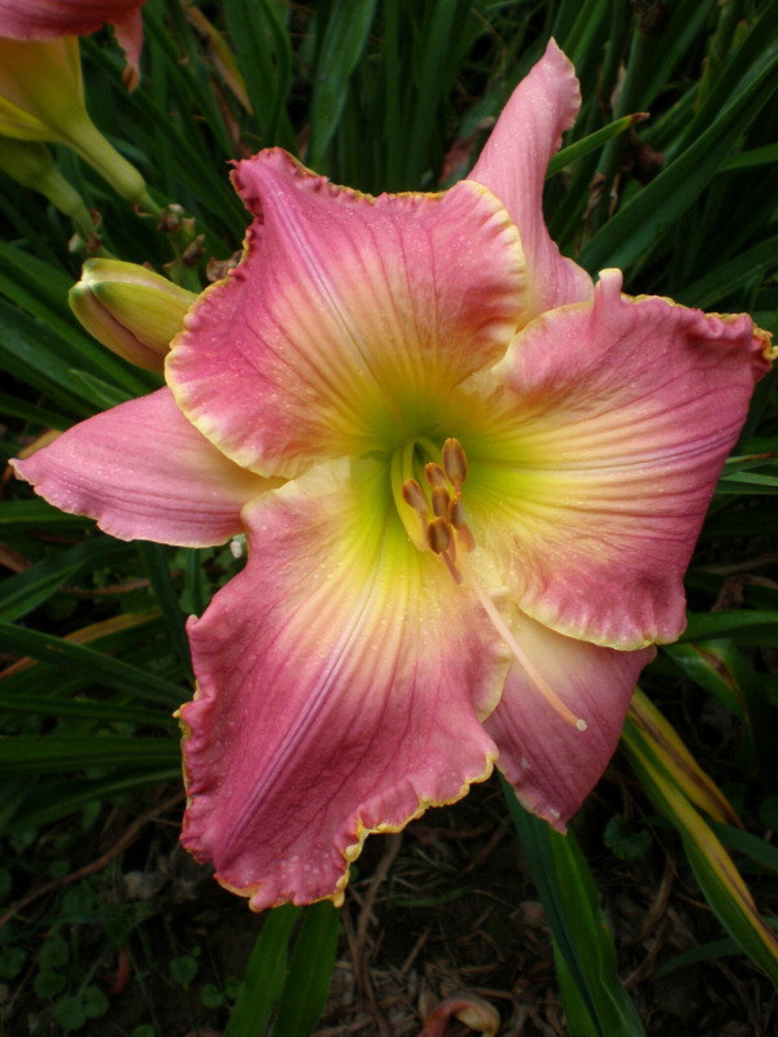 Daylily Seeds Daylily Plants Daylily Growers Daylily - Etsy