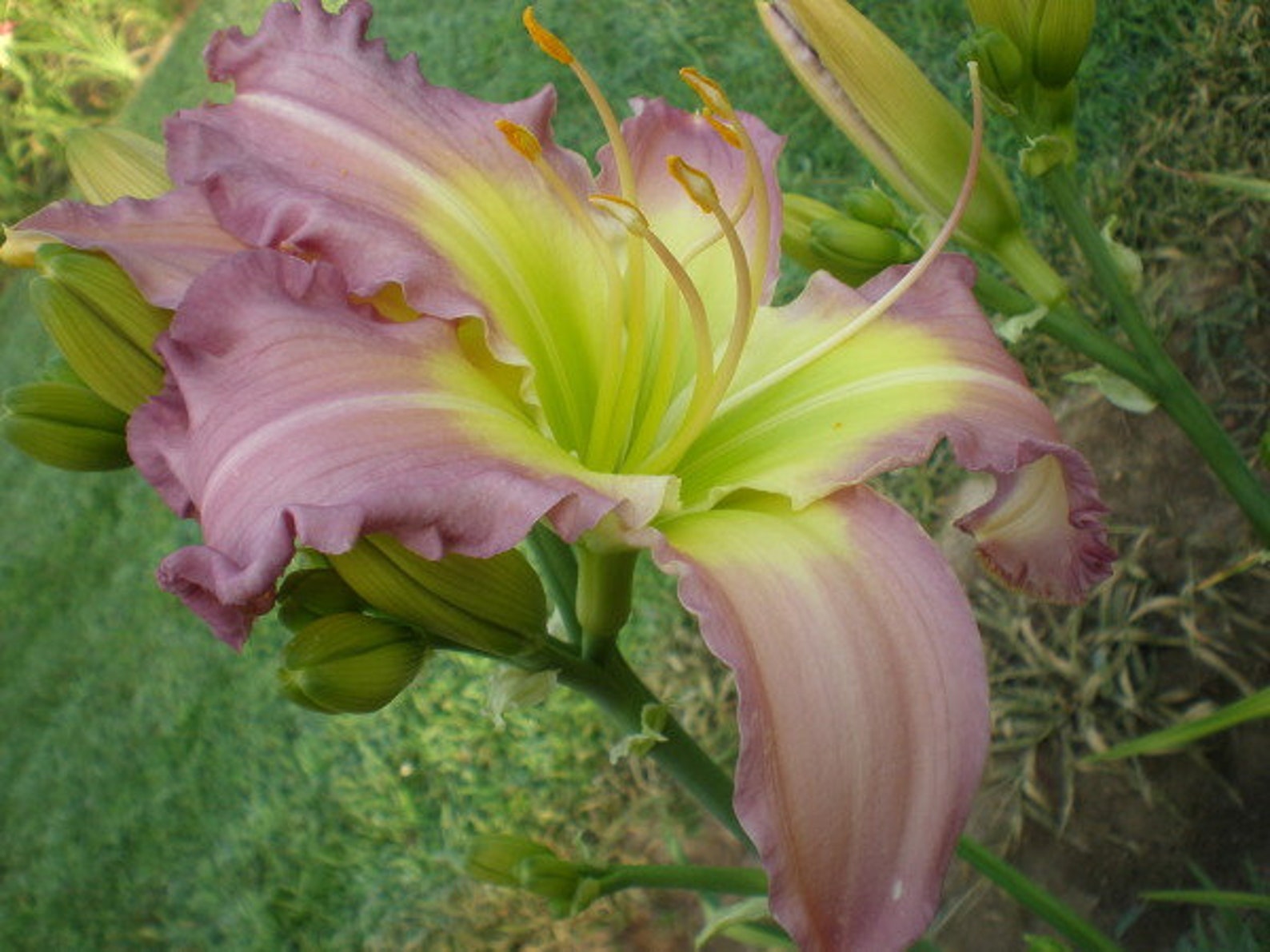 Daylily Seeds Daylily Plants Daylily Growers Daylily - Etsy