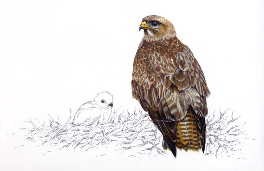 Buzzard Print Bird Print Art Print Illustration Limited - Etsy