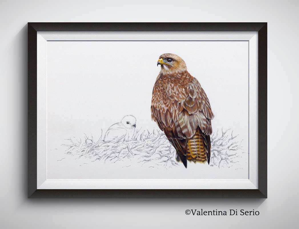 Buzzard Print Bird Print Art Print Illustration Limited - Etsy