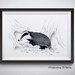 Badger Print, Animal Art, Nature, Illustration, Art Print, Animalier ...