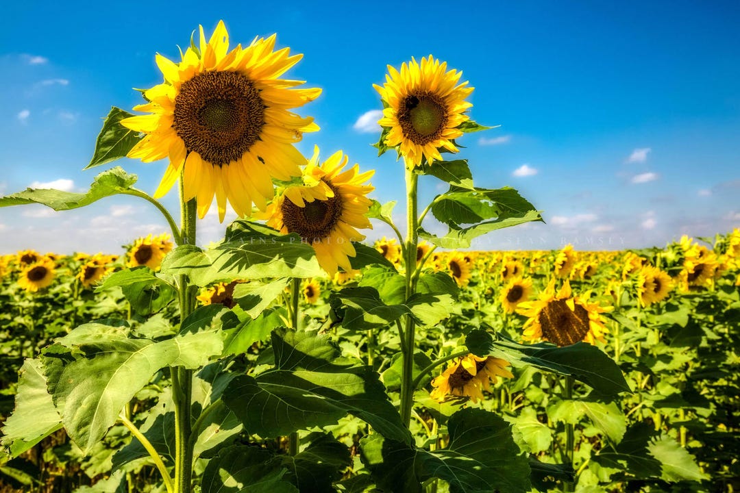 Sunflower Photography Print: Kansas Field Botanical Farm Country Rural ...