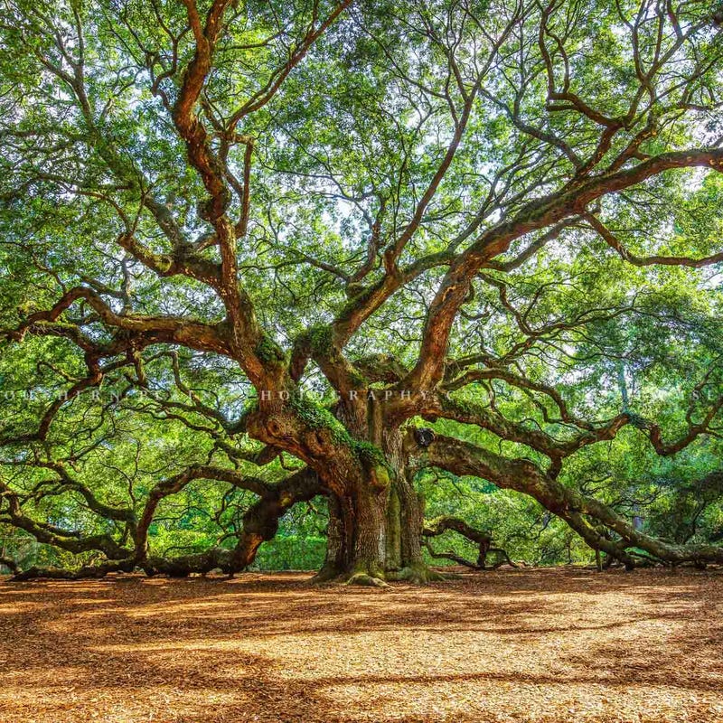 Angel Oak - Etsy