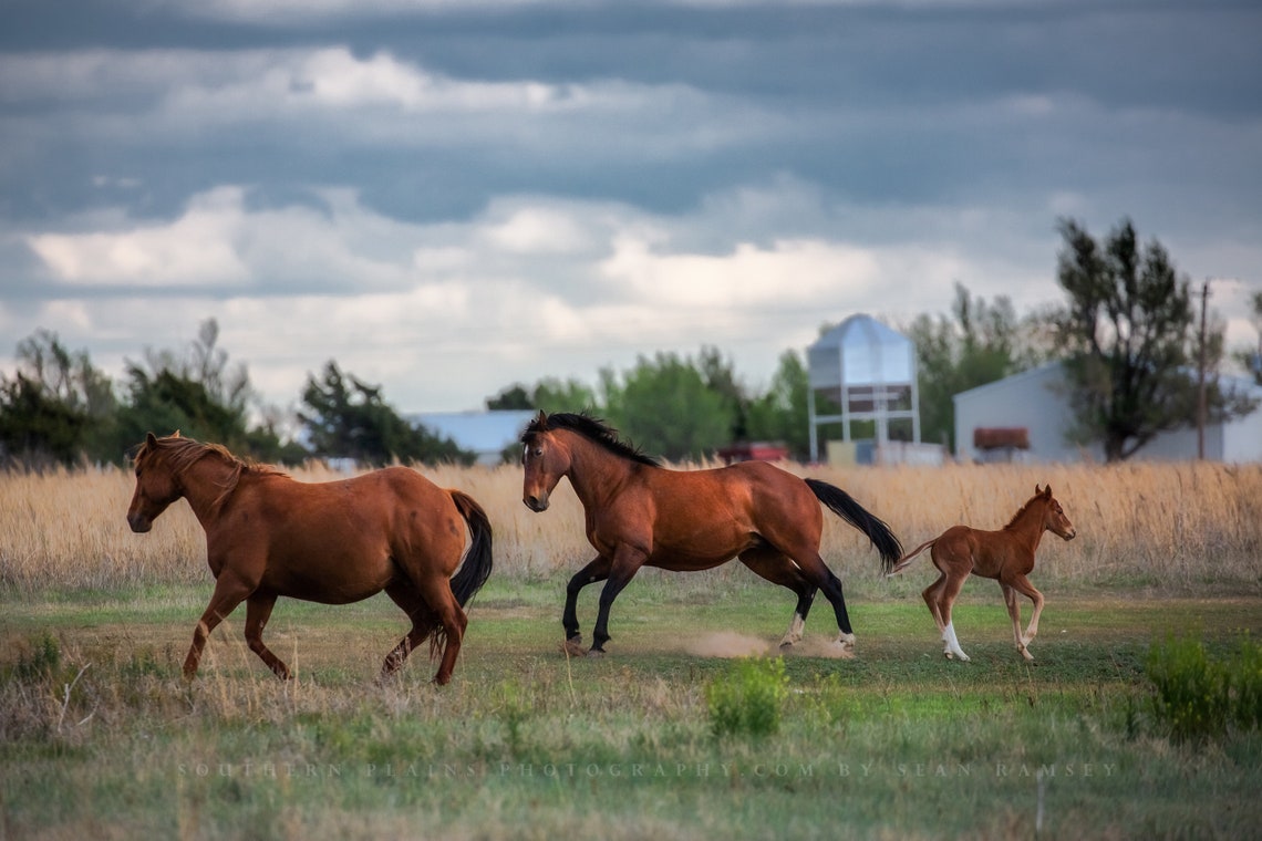 Horse Photography Print Picture of Horses Breaking Into | Etsy