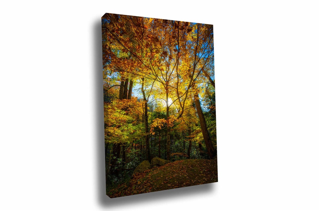 Forest Canvas Wall Art Vertical Gallery Wrap of Sunlight in Trees in ...