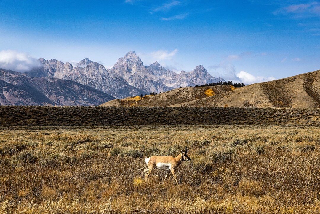 Western Photography Print Picture of Pronghorn Antelope in Grand Teton ...