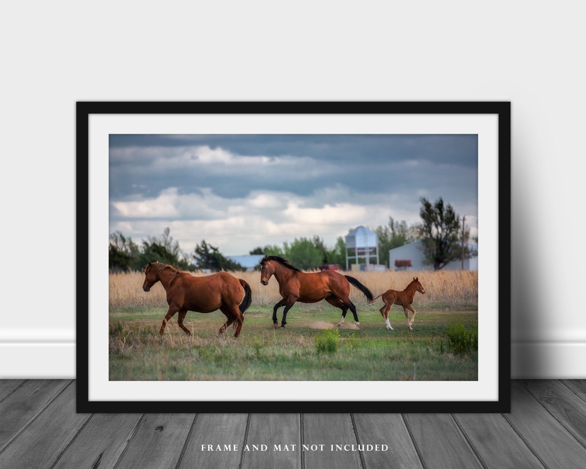 Horse Photography Print Picture of Horses Breaking Into - Etsy