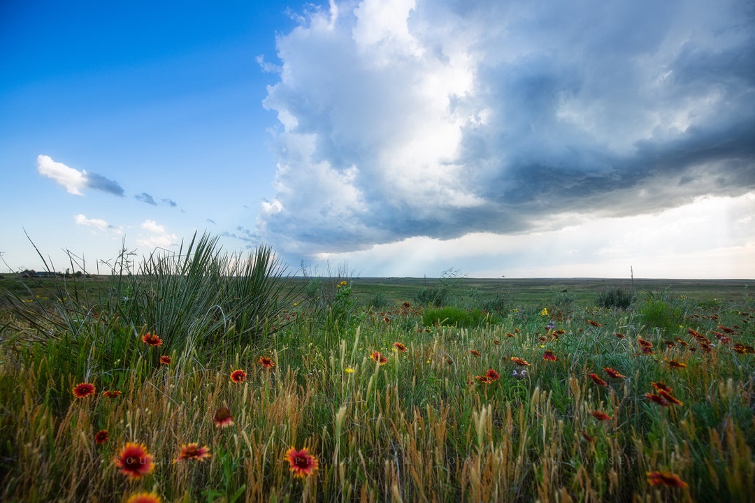 Great Plains Photography Print Picture of Wildflowers on Stormy Spring ...