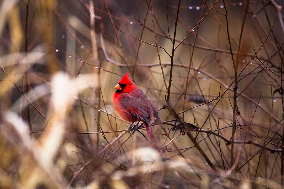 Red Cardinal Oklahoma • Print | Canvas | Metal | Framed • Bird, Male ...