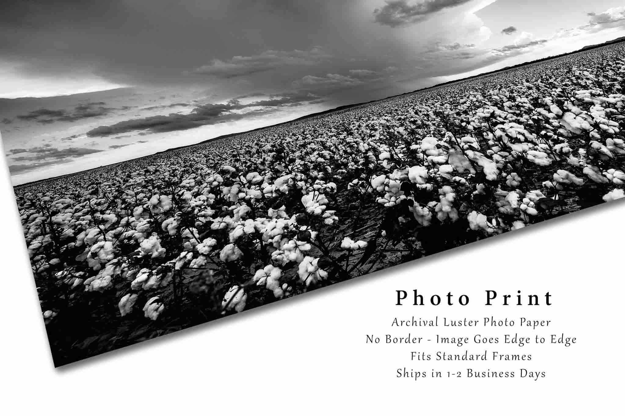 Cotton Field Photography Print: Oklahoma Storm Black and White Farm ...
