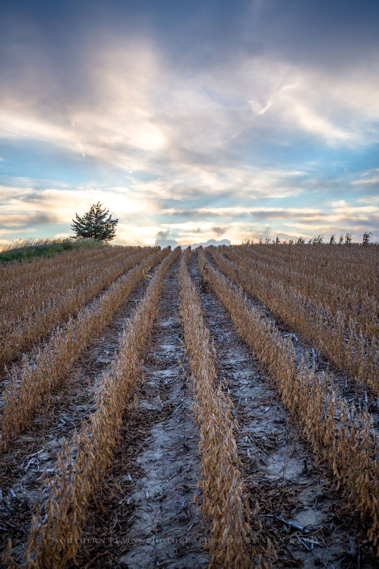 Farm Photography Print Vertical Picture of Soybean Field - Etsy