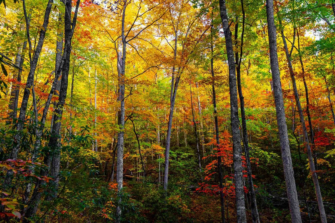 Forest Photography Print Picture of Trees With Fall Foliage on Autumn ...