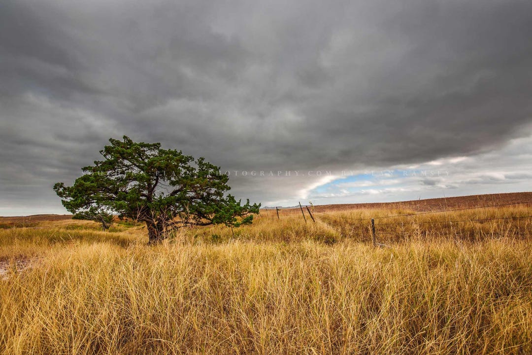 Lone Tree in Prairie Grass South Dakota • Print | Canvas | Metal ...