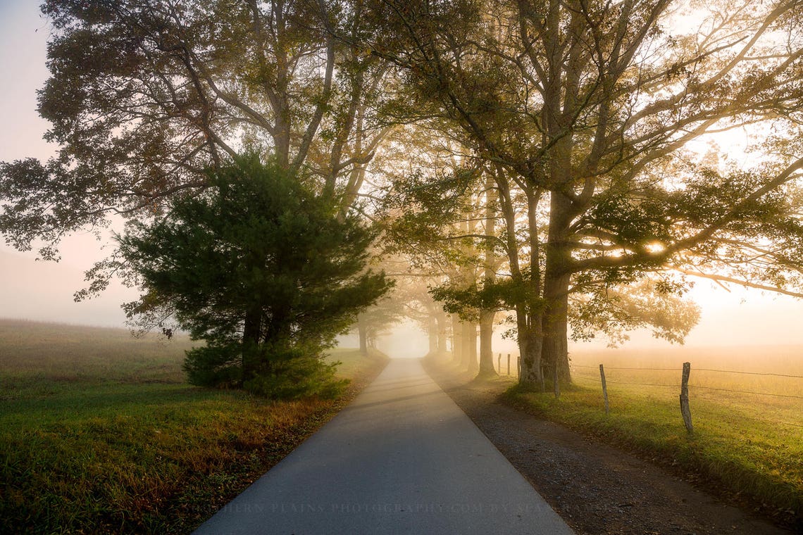 Country Photography Print Picture of Trees and Road in Fog - Etsy