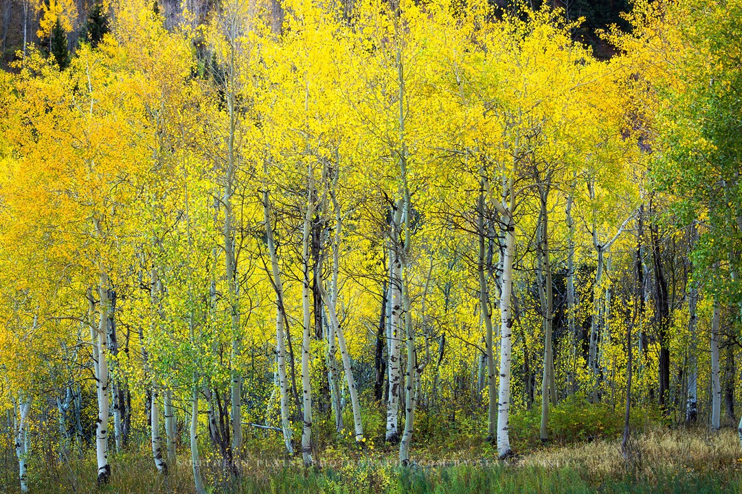 Autumn Picture Fine Art Nature Photography Print of Aspen Trees on Fall ...